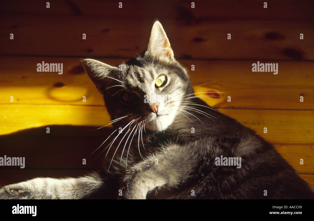Cat movements hi-res stock photography and images - Alamy