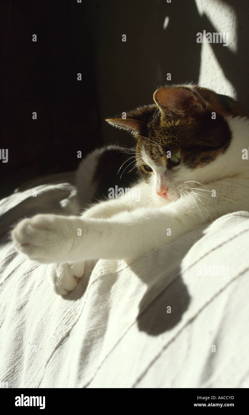 Cat movements hi-res stock photography and images - Alamy