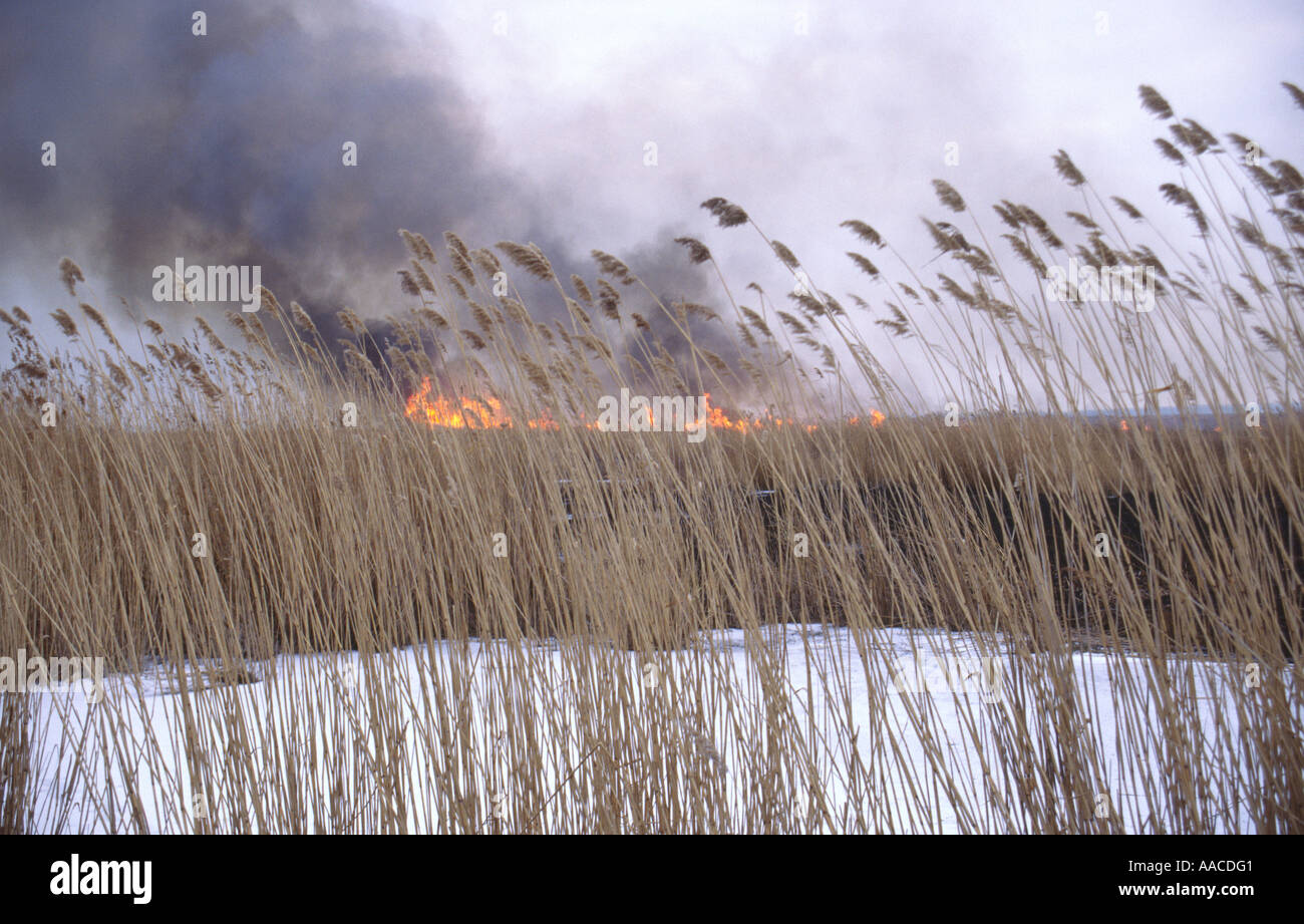 Burning reed hi-res stock photography and images - Alamy