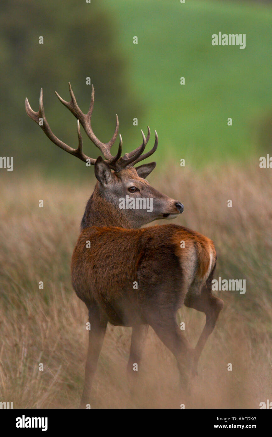 Red Deer Stag Stock Photo - Alamy
