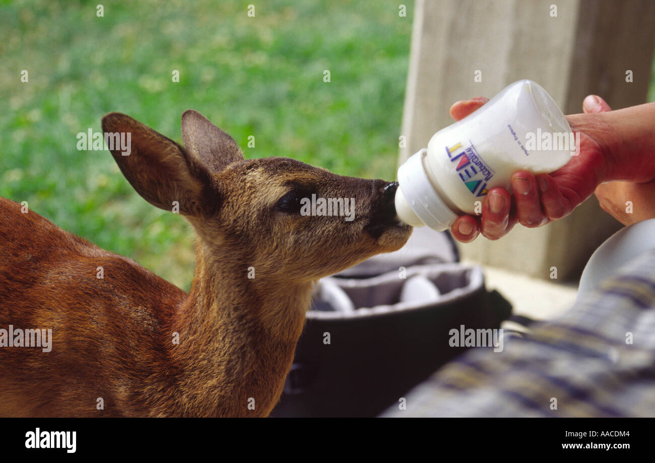 Milk flasks hi-res stock photography and images - Alamy