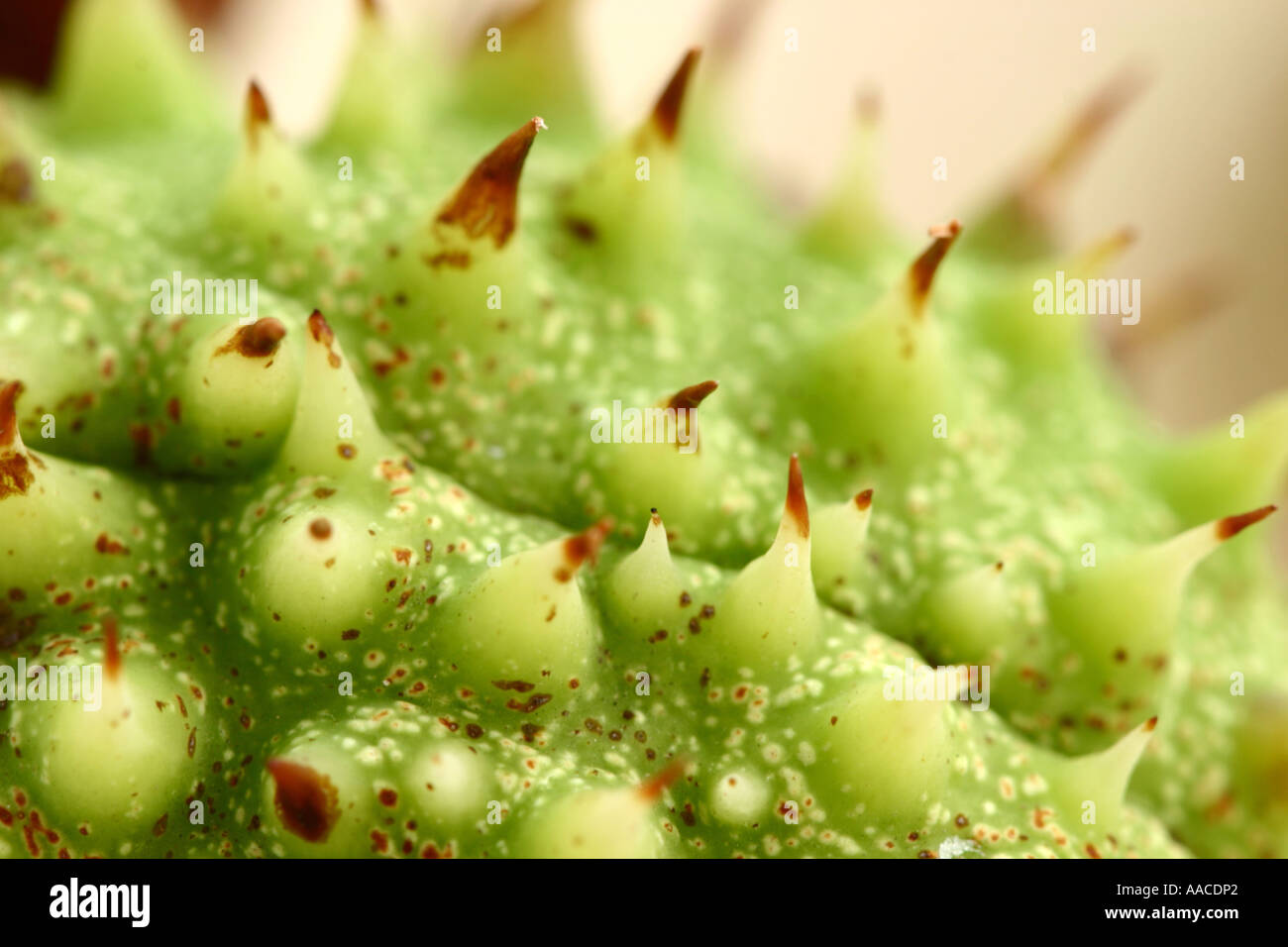 Chest nut hi-res stock photography and images - Alamy