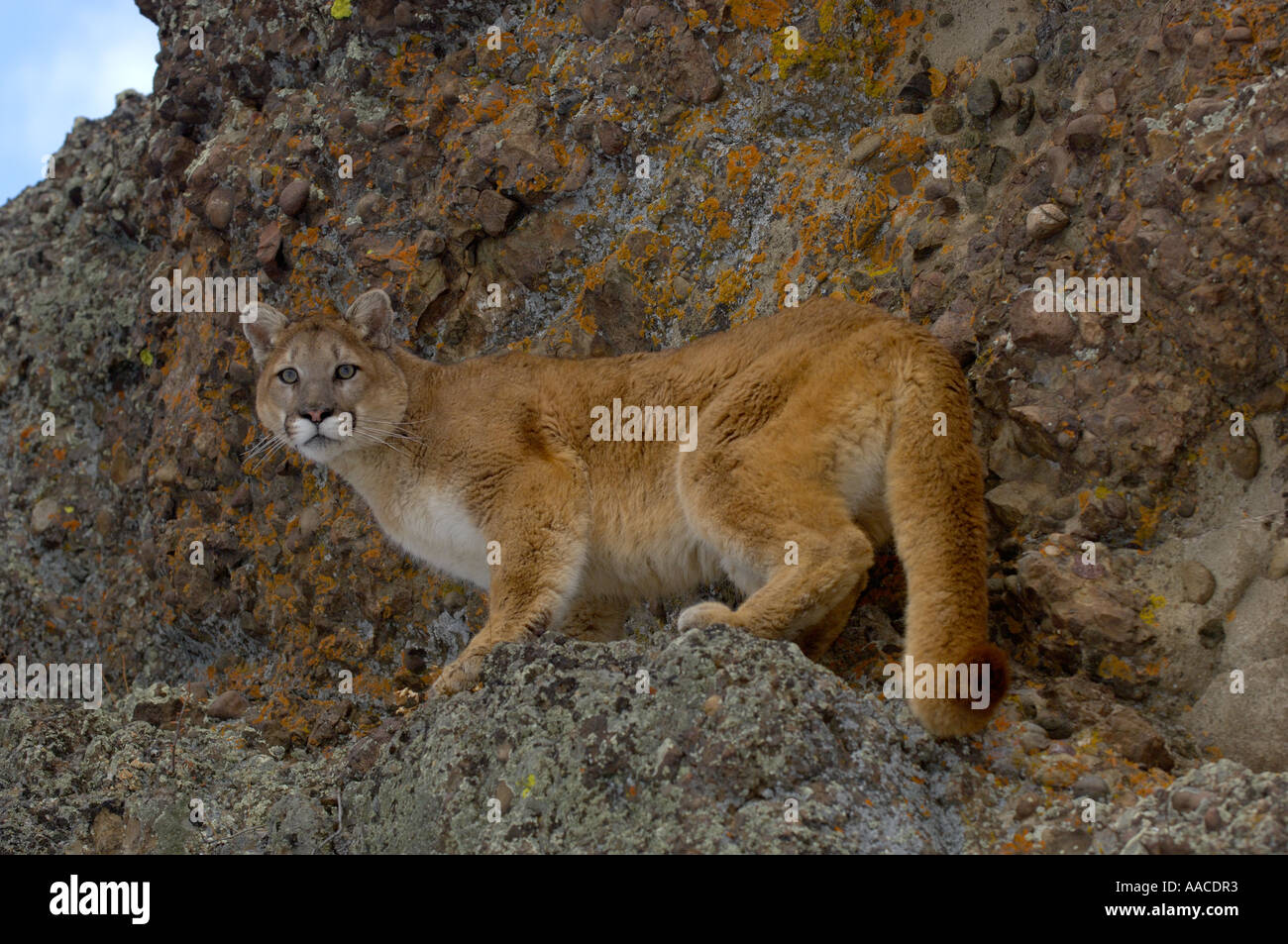 Cougar puma mountain lion puma concolor felis concolor on rocks hi-res ...