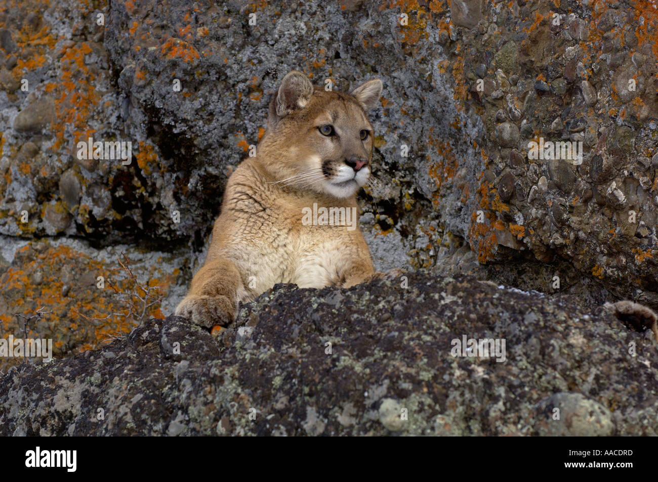 Cougar OR Puma OR Mountain Lion Puma concolor Felis concolor Stock ...