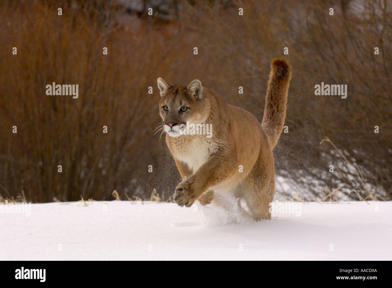 Panther running hi-res stock photography and images - Alamy