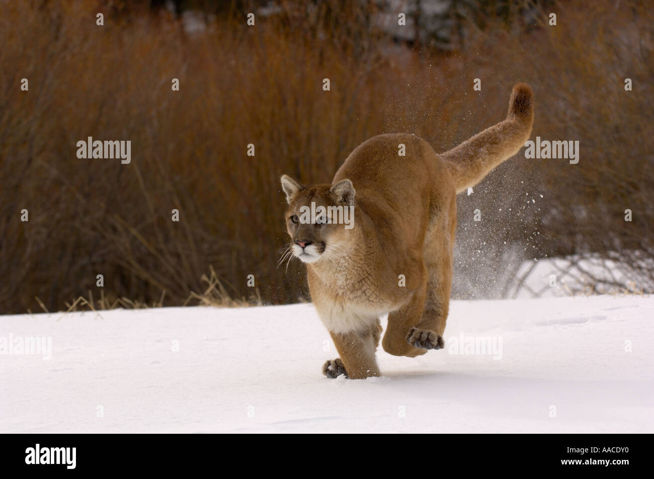 Cougar running hi-res stock photography and images - Alamy