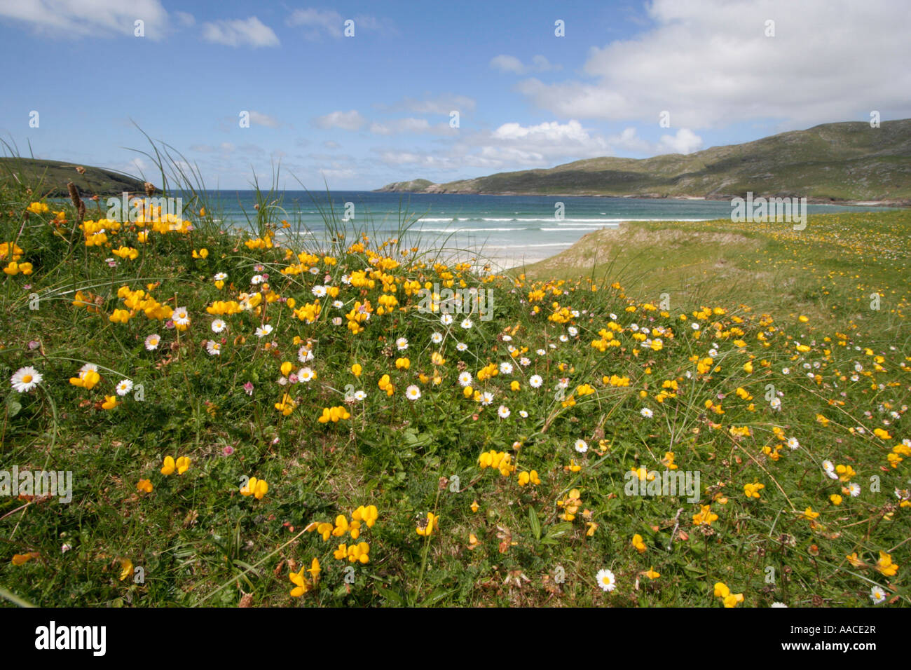 isle of vatersay , vatersay bay, spring flower blanket western isles ...