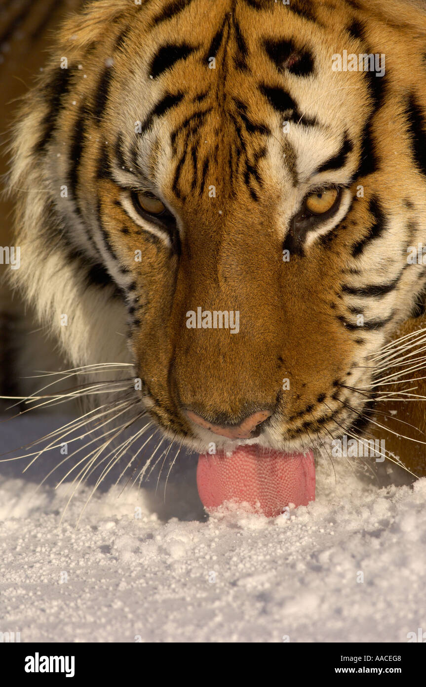 Siberian Tiger Panthera tigris altaica Eating snow Stock Photo - Alamy