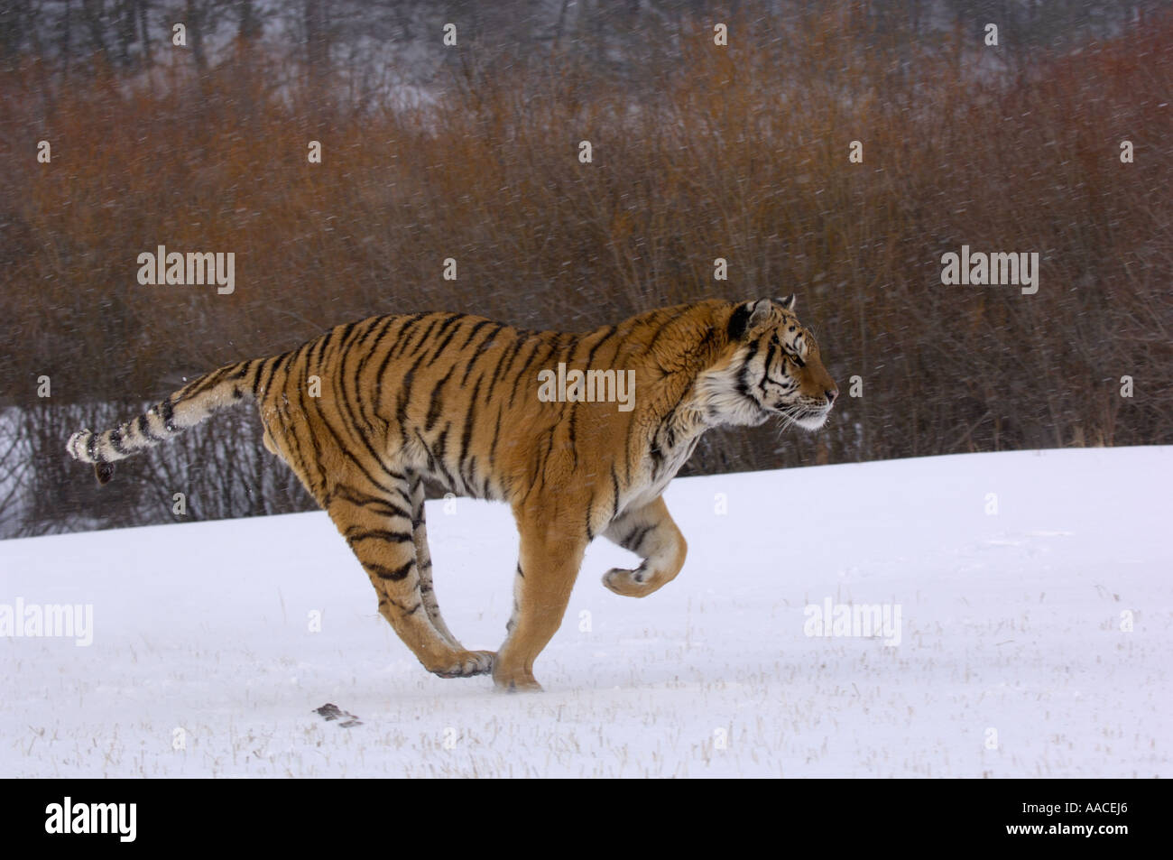 Siberian Tiger Panthera tigris altaica Running in snow Stock Photo - Alamy