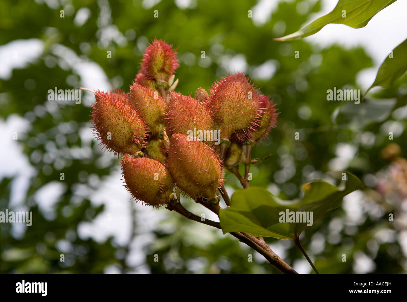 Urucum tree fruit usual in North and Northeastern Brazil Stock Photo ...
