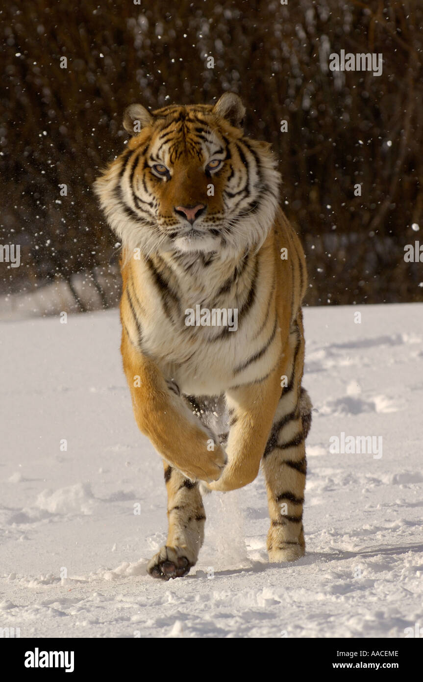Siberian Tiger Panthera tigris altaica Running in snow Stock Photo - Alamy