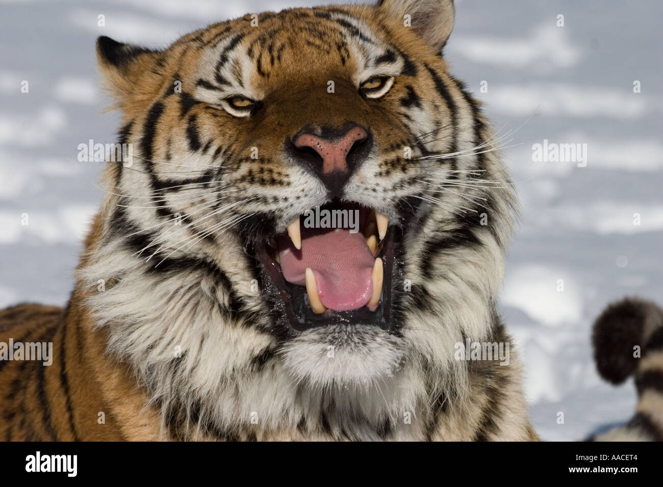 Snarling siberian tiger hi-res stock photography and images - Alamy
