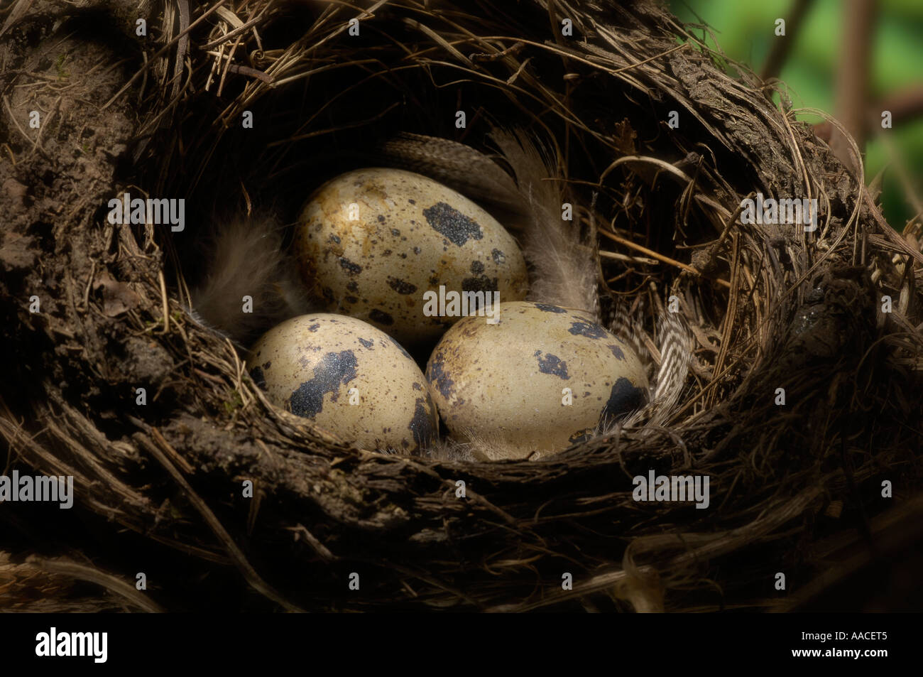 Cuckoo Birds Eggs Nest High Resolution Stock Photography and Images - Alamy