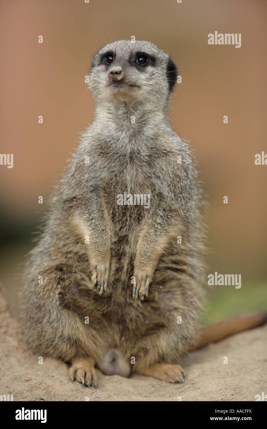 Earth male Meerkat looking for enemies - Suricata suricatta Stock Photo ...