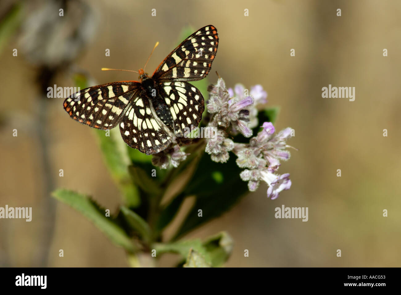 Variable Checkerspot butterfly on yerba santa Stock Photo - Alamy