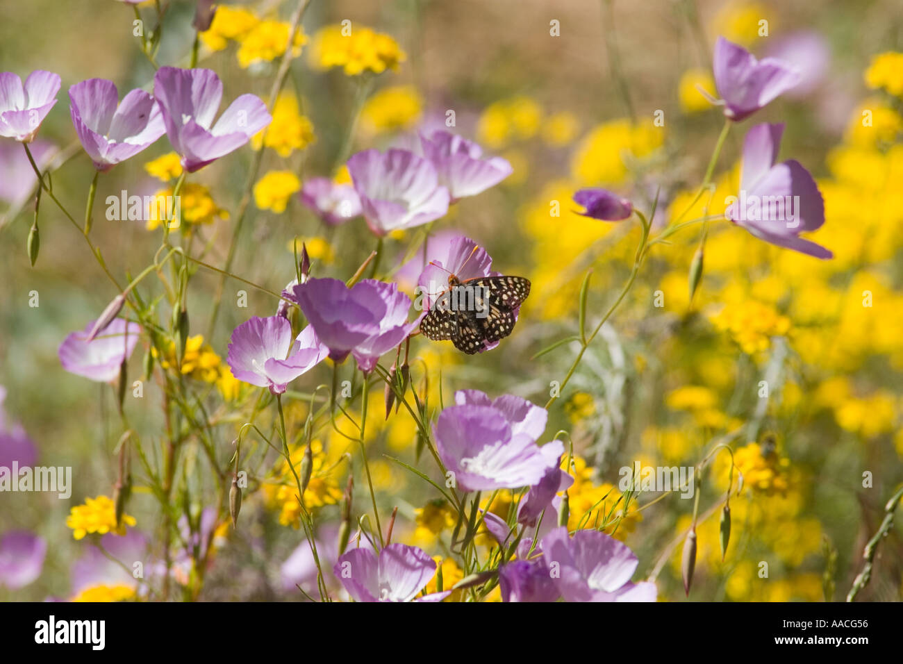 Variable checkerspot on Farewell to Spring Stock Photo - Alamy