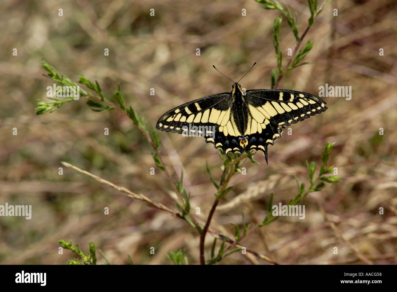 Anise Swallowtail High Resolution Stock Photography and Images - Alamy