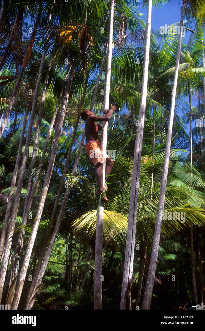 Black man picking açaí fruit sustainable work Amapá State Amazon ...