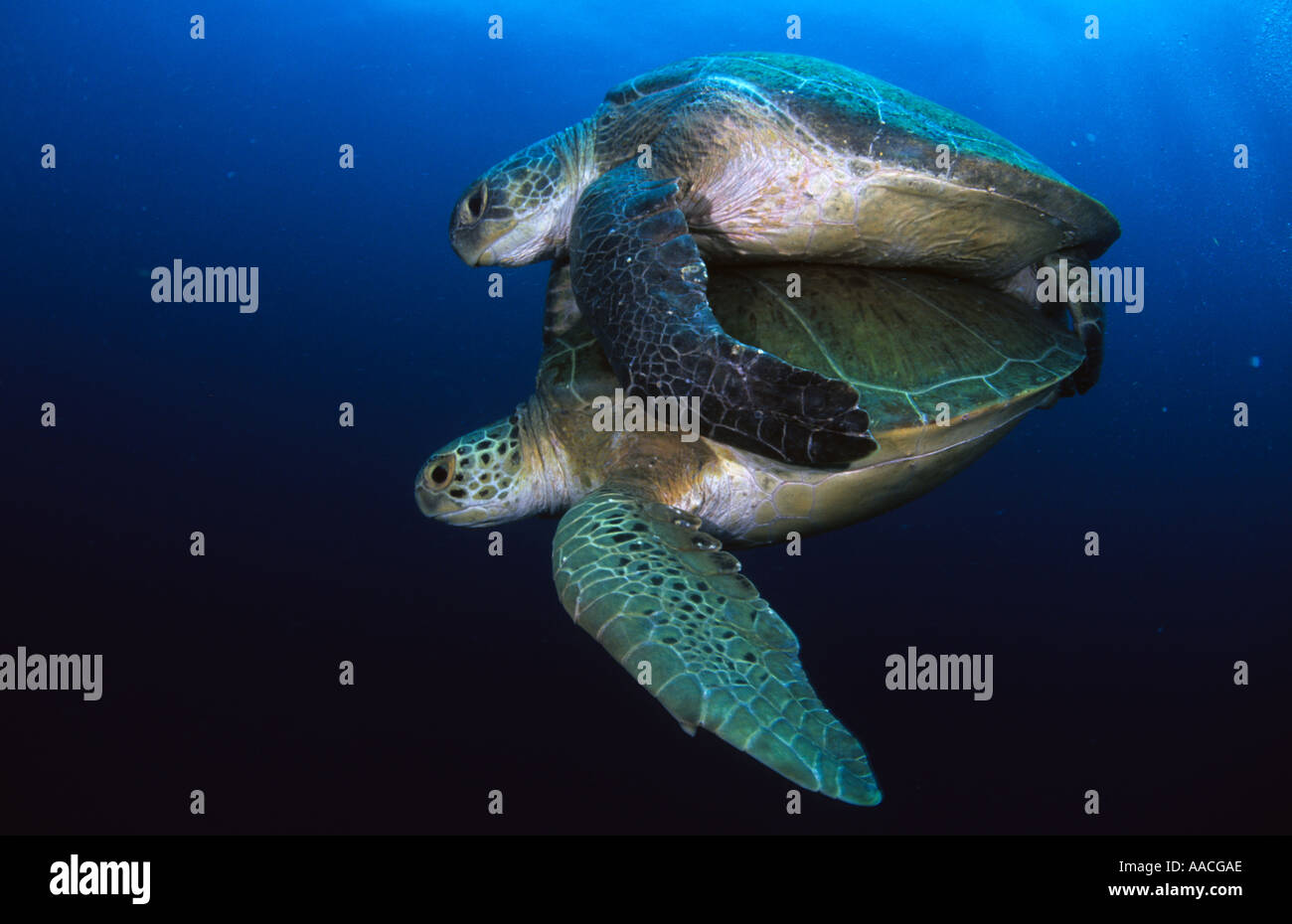 Endangered Green Sea Turtles Chelonia mydas mating offshore Southeast ...