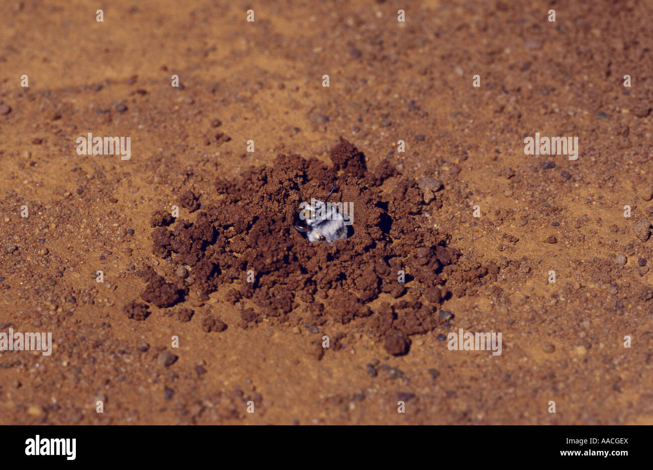 Dawsons burrowing bee, Western Australia, Horizontal, Amegilla dawsoni ...