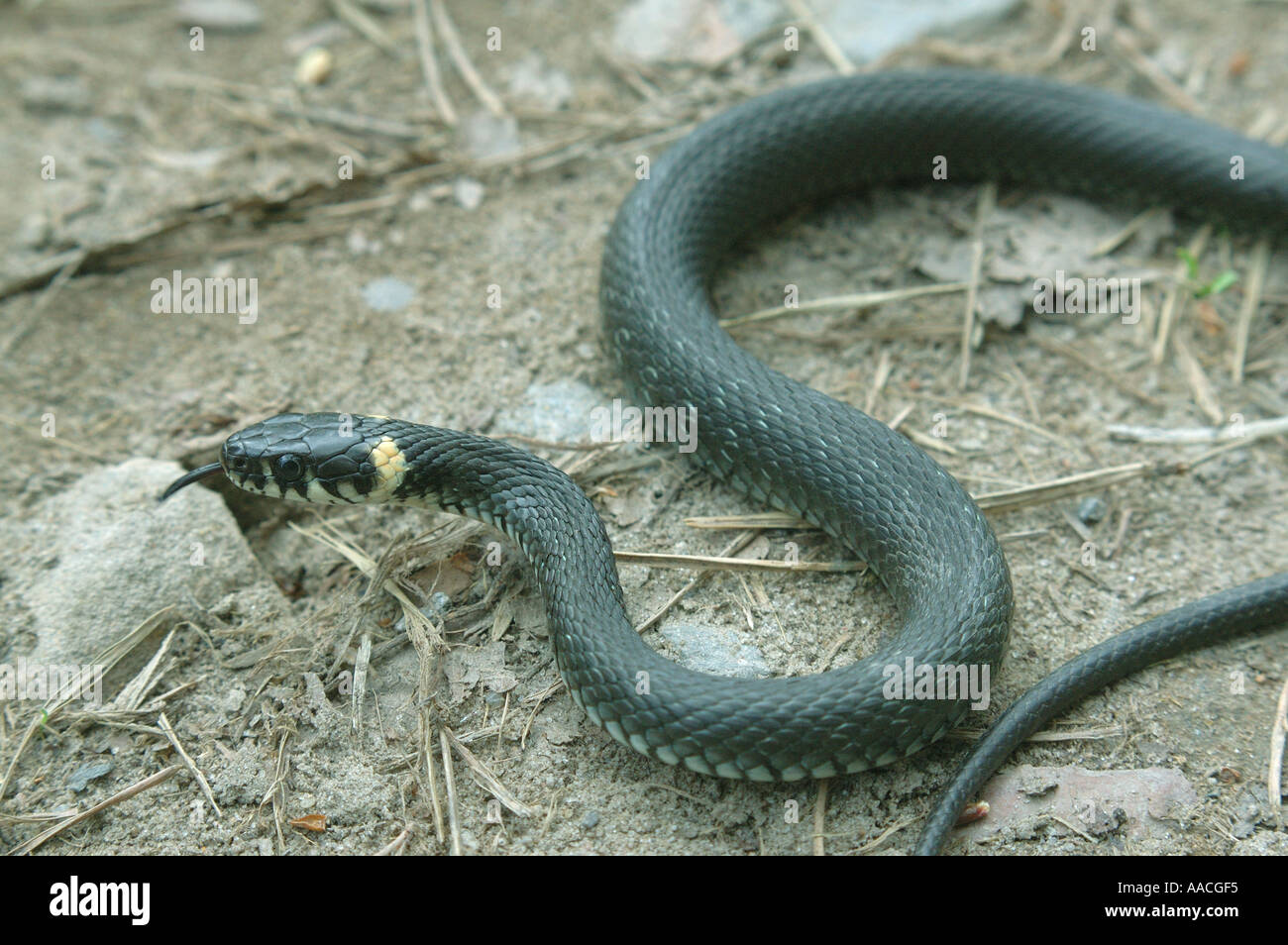 Attack snake hi-res stock photography and images - Alamy