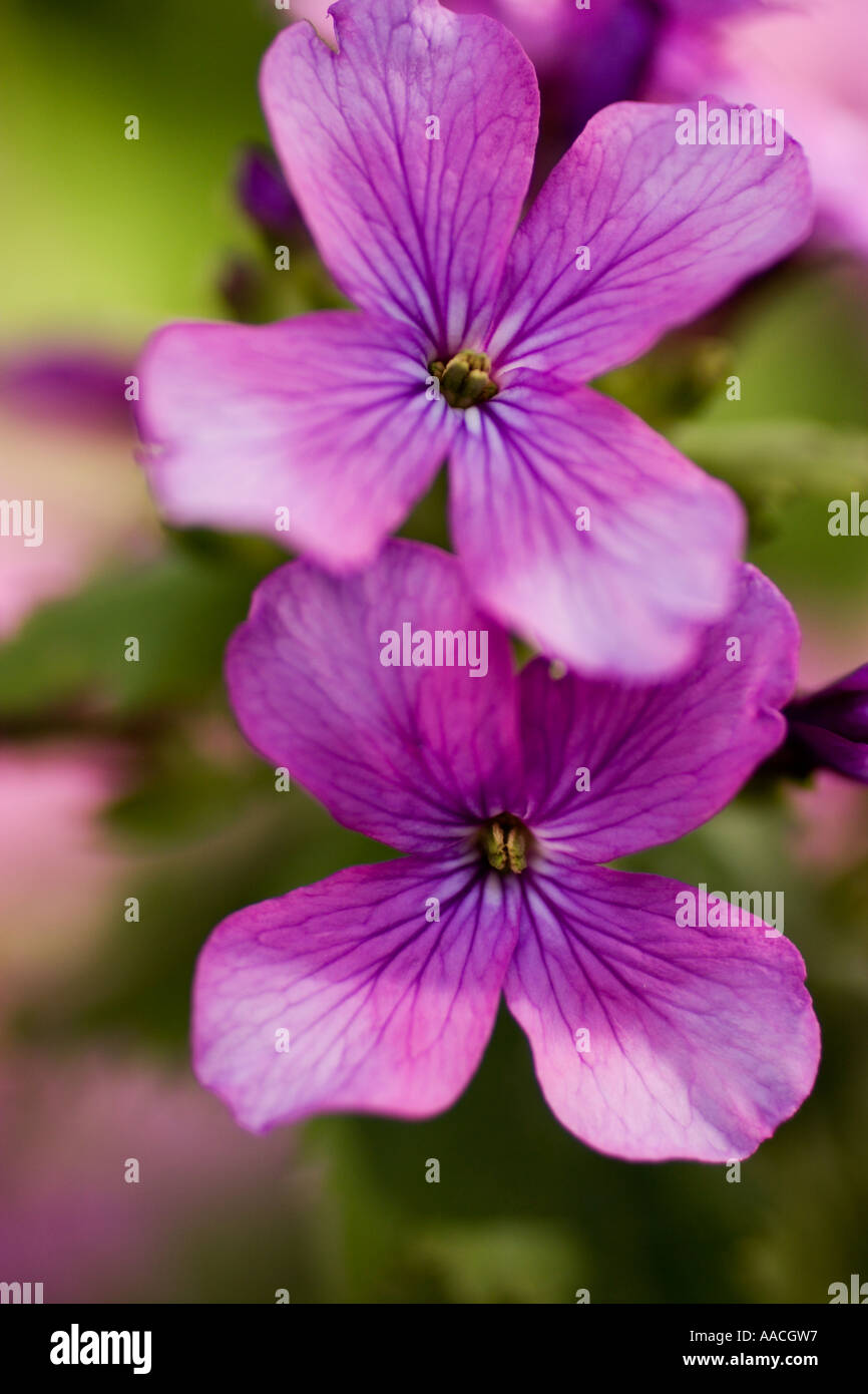 Purplish pink flowers on a natural backdrop Stock Photo - Alamy
