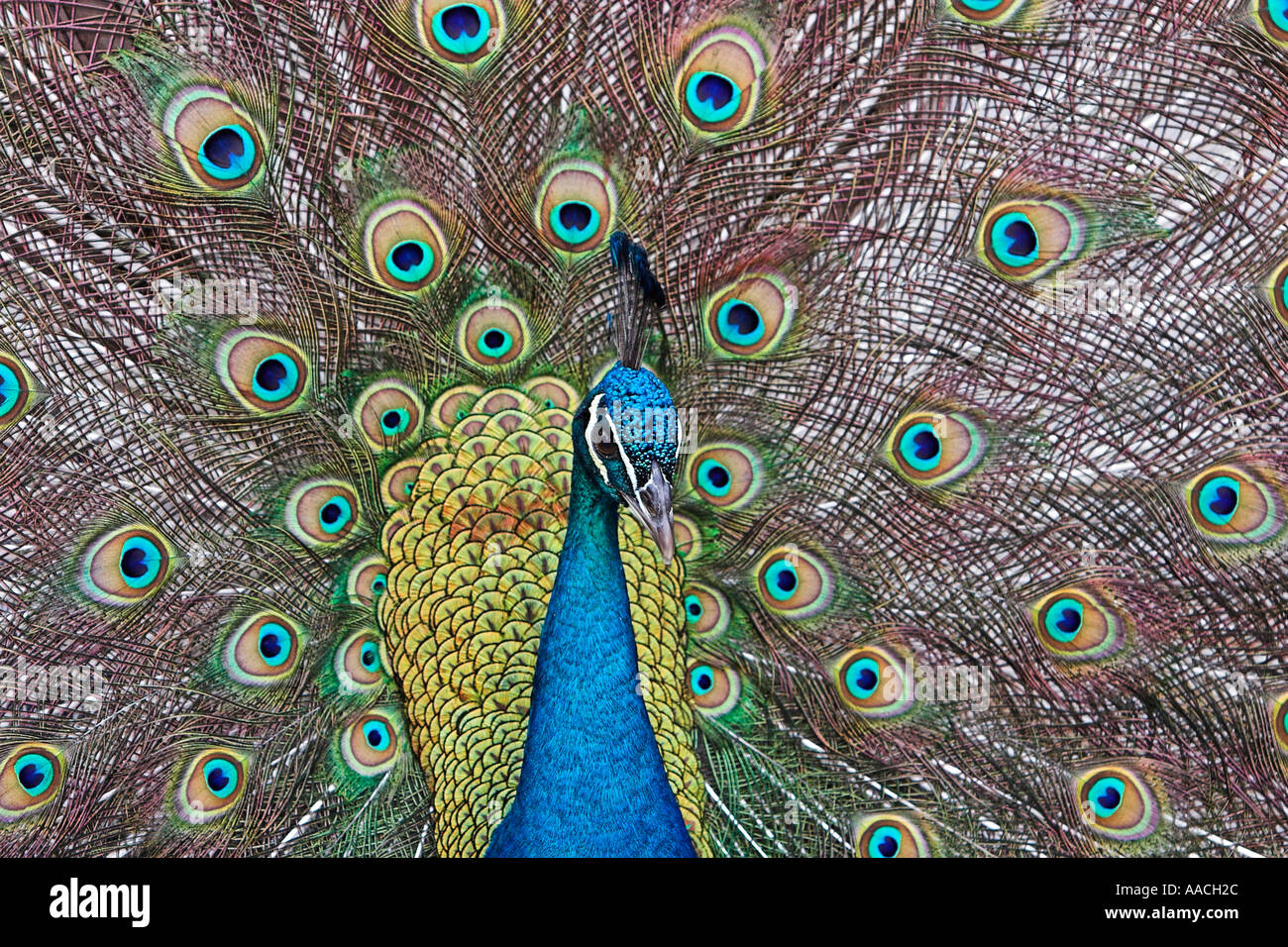 Common Peafowl or Peacock Stock Photo - Alamy
