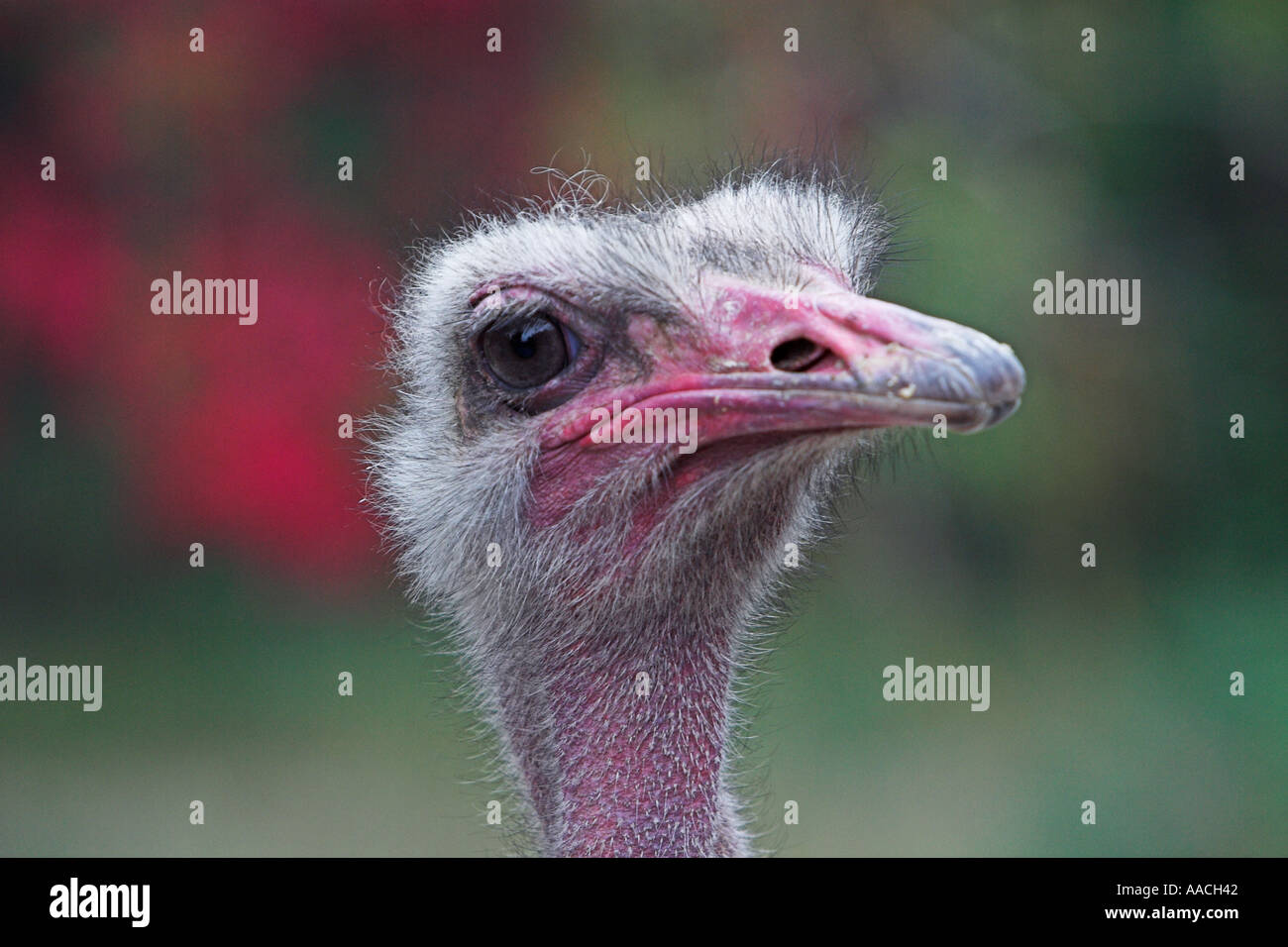 Ostrich Kick High Resolution Stock Photography and Images - Alamy
