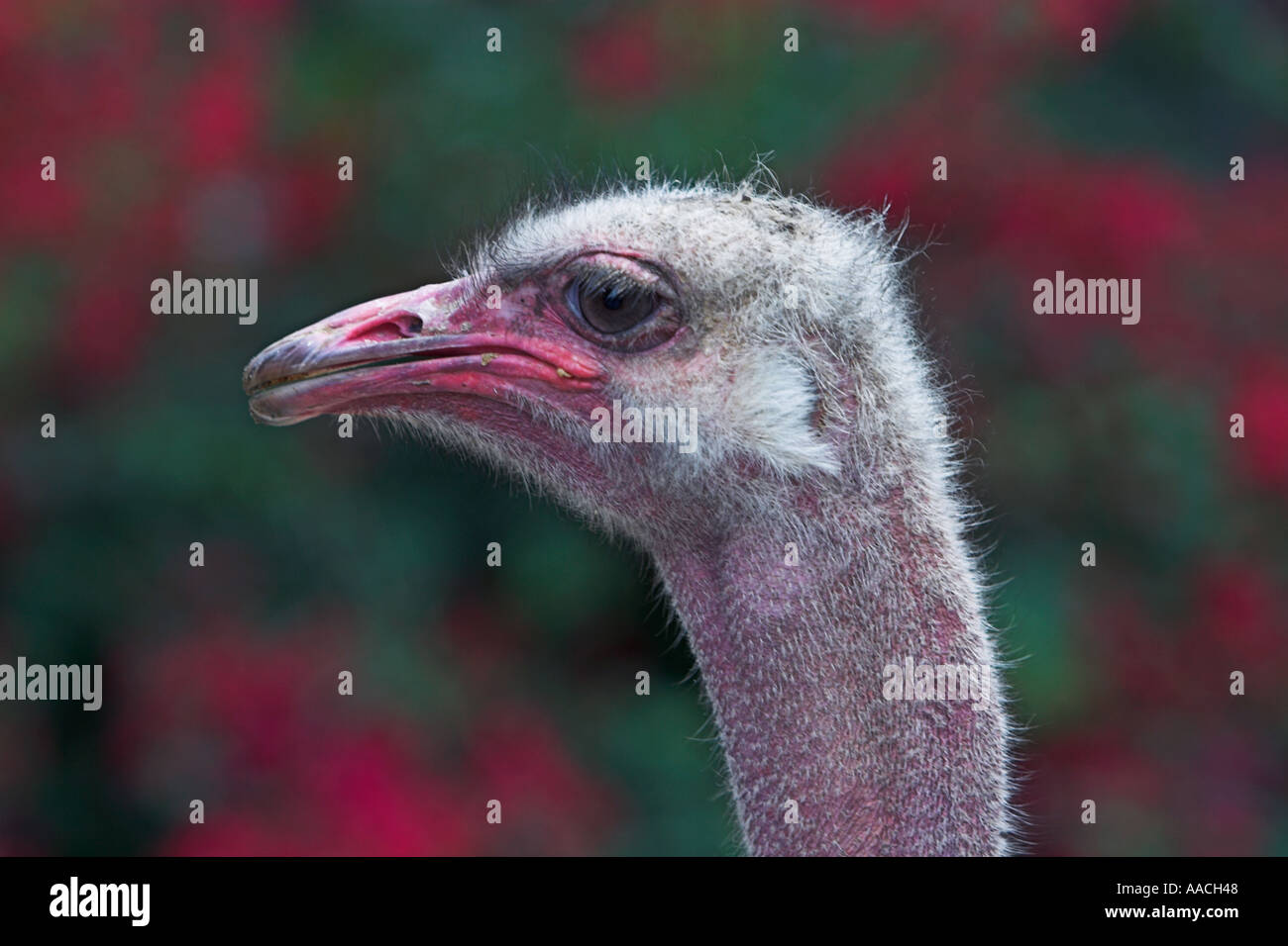 Aves avestruz hi-res stock photography and images - Alamy