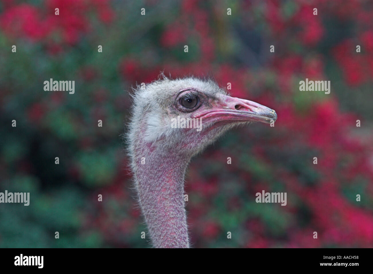 Ostrich Struthio camelus Stock Photo - Alamy