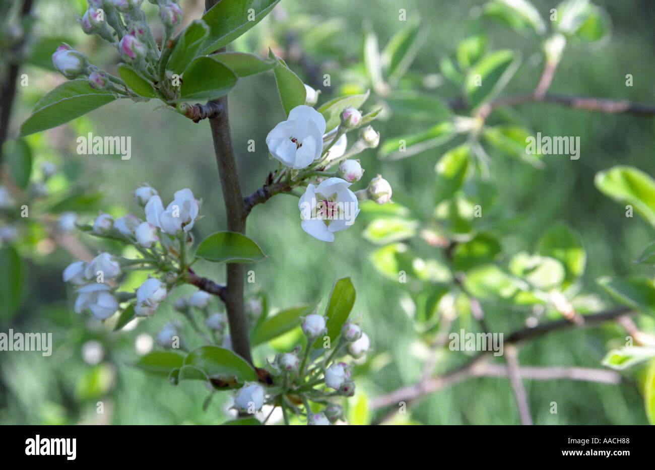 Flowering pear trees hi-res stock photography and images - Alamy
