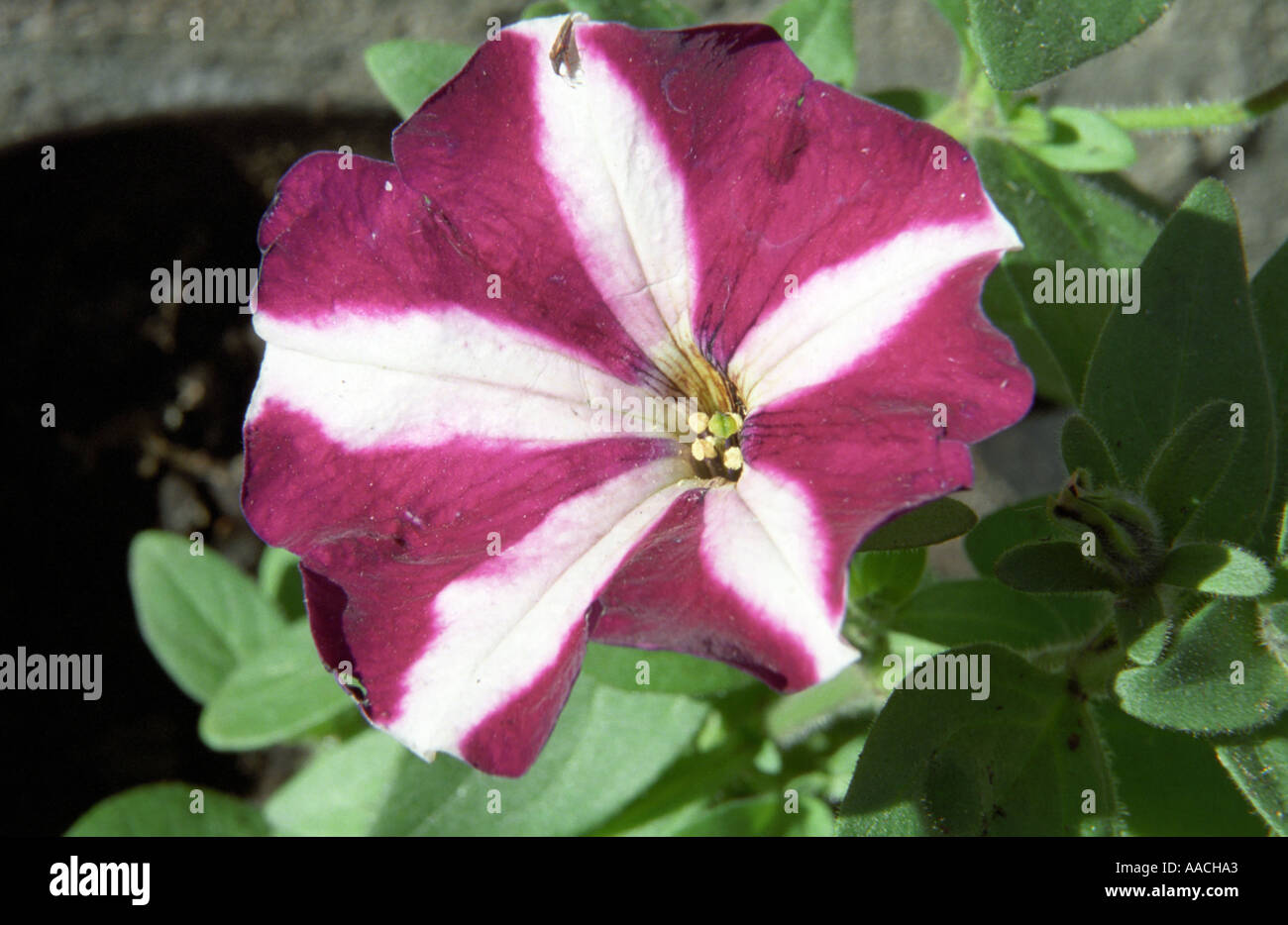 Cultivated petunia hi-res stock photography and images - Alamy