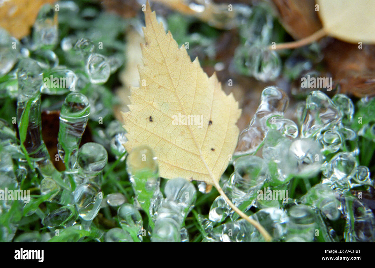 Frozen plant leaves icicles hi-res stock photography and images - Alamy