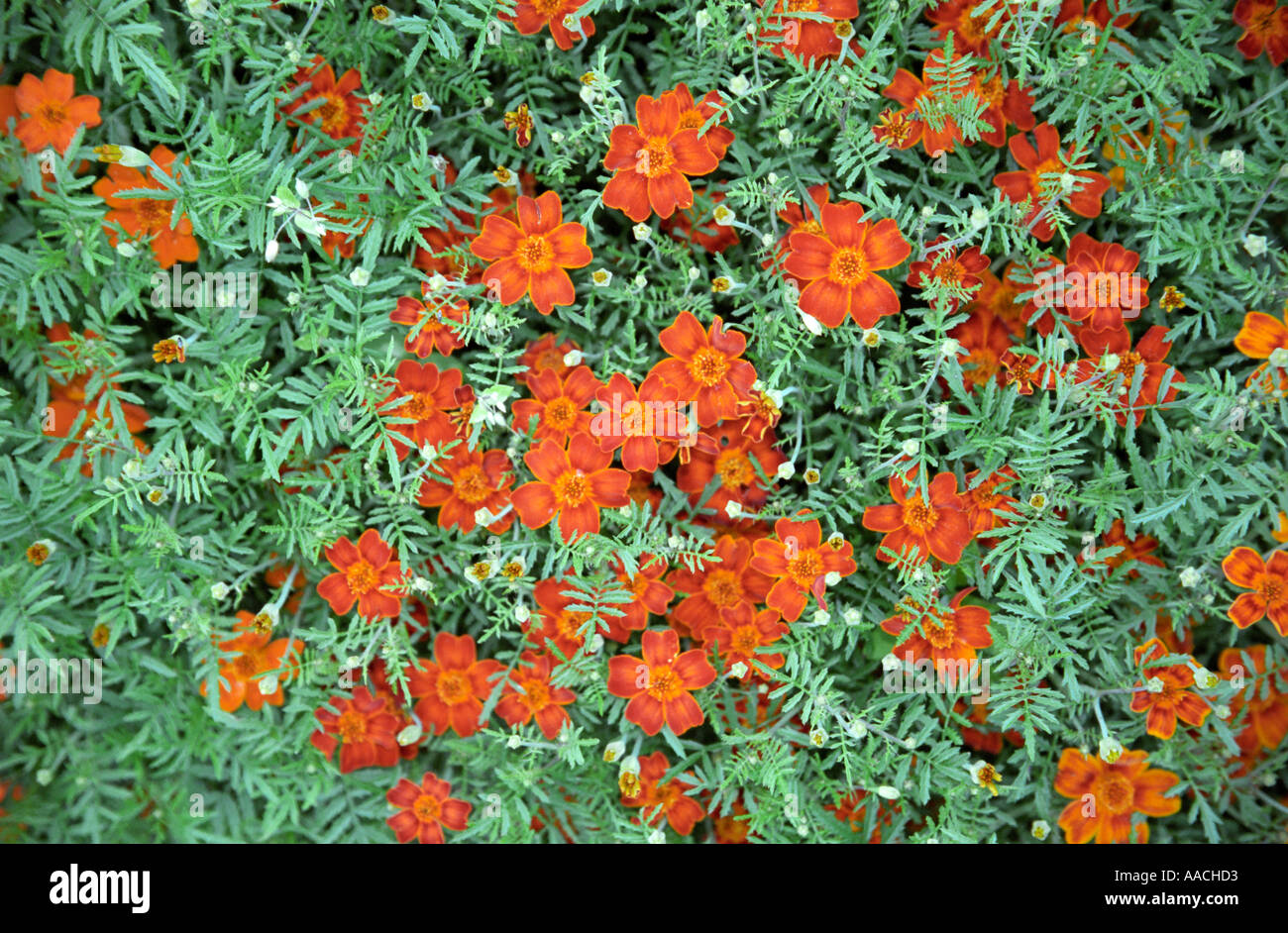 Patula flowers hi-res stock photography and images - Alamy