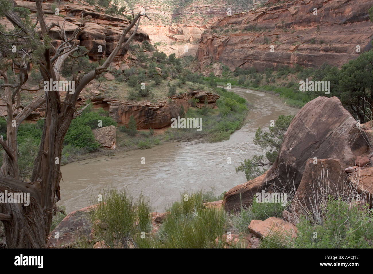 Colorado Dolores River Dolores river Canyon from above the river Stock ...