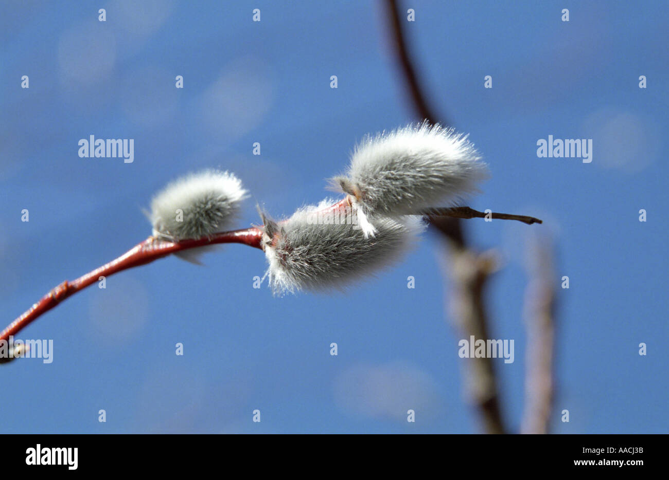 Beautiful spring willow salix hi-res stock photography and images - Alamy