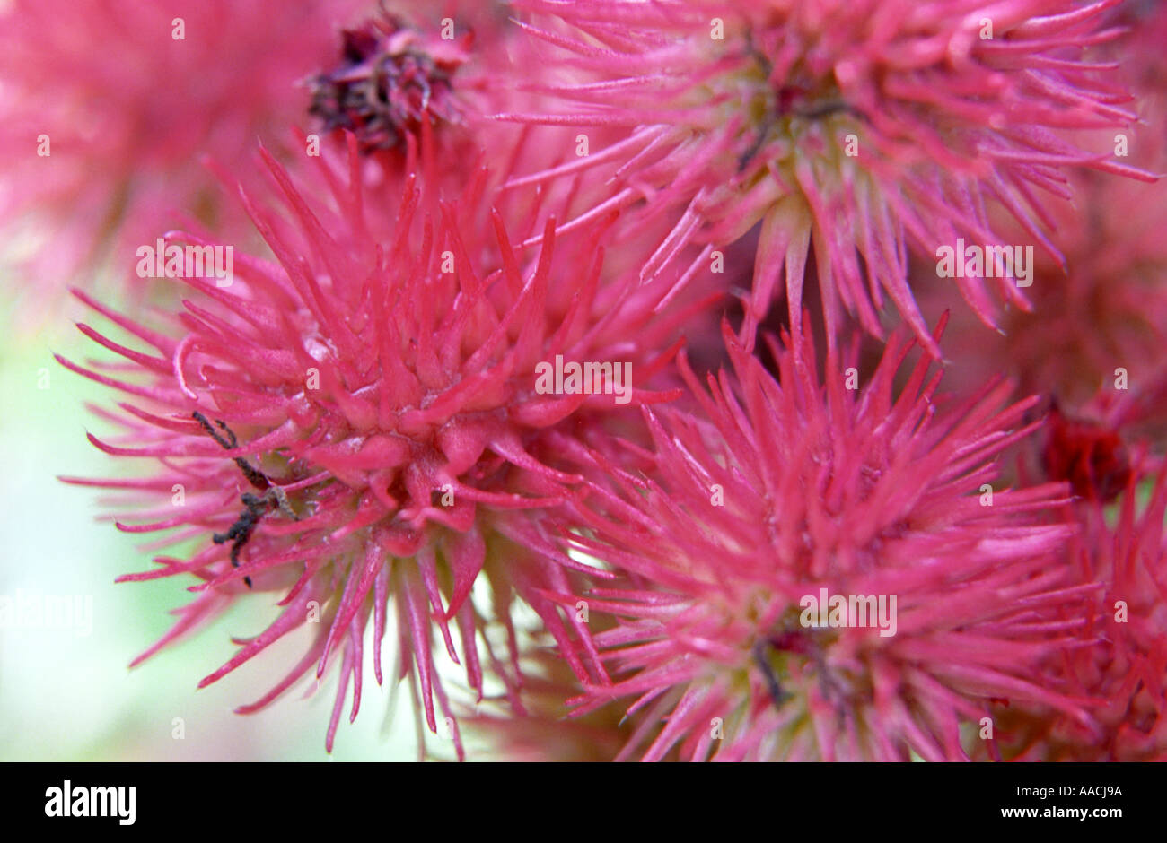 Fruits of ricinus hi-res stock photography and images - Alamy