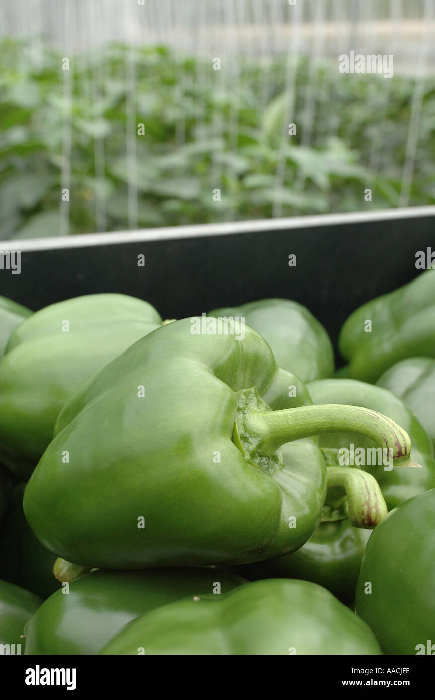 Organic sweet peppers green variety harvested in trolley for collection ...