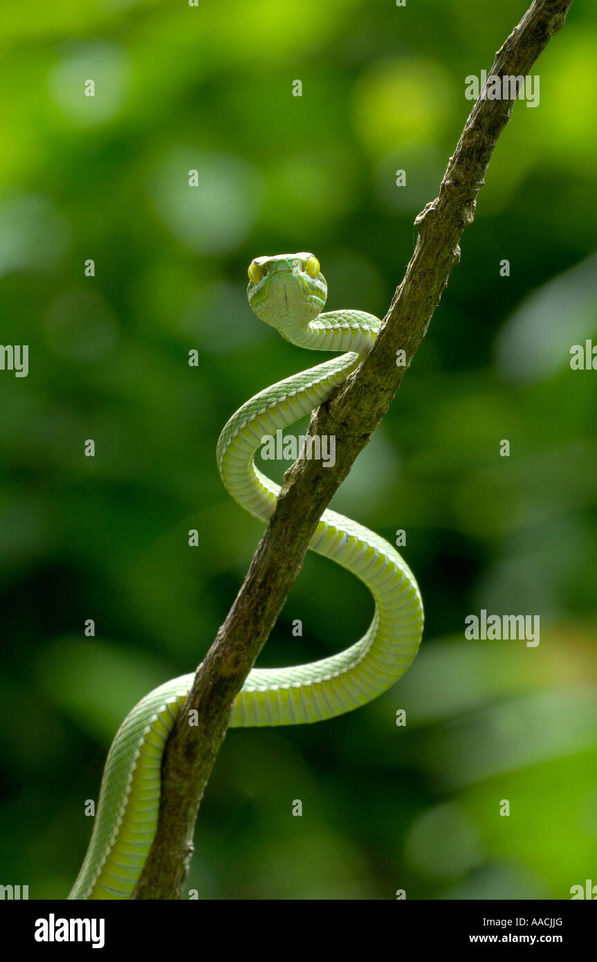 Macrops hi-res stock photography and images - Alamy