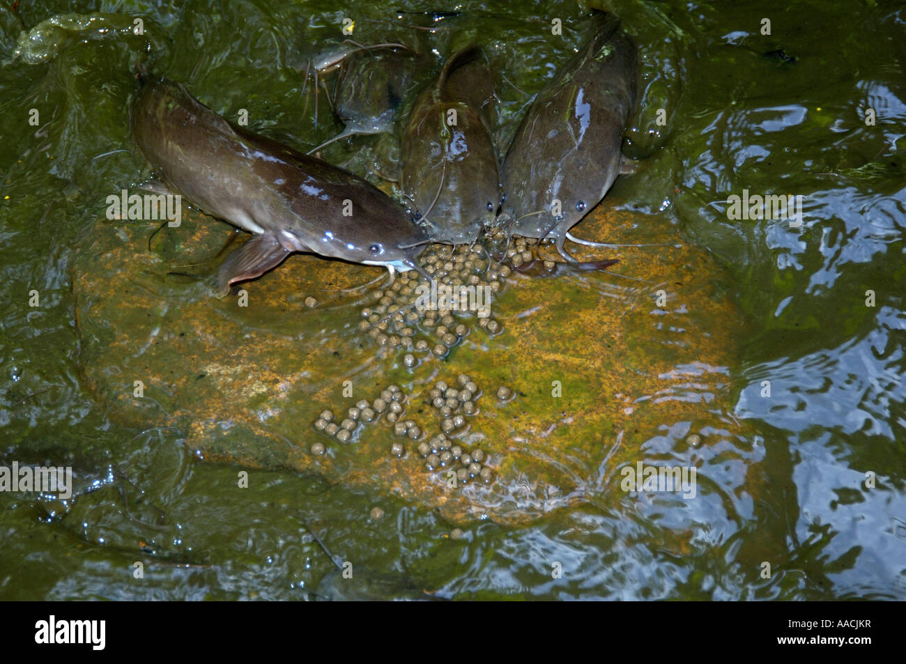 Catfish in Thailand getting fed Stock Photo - Alamy