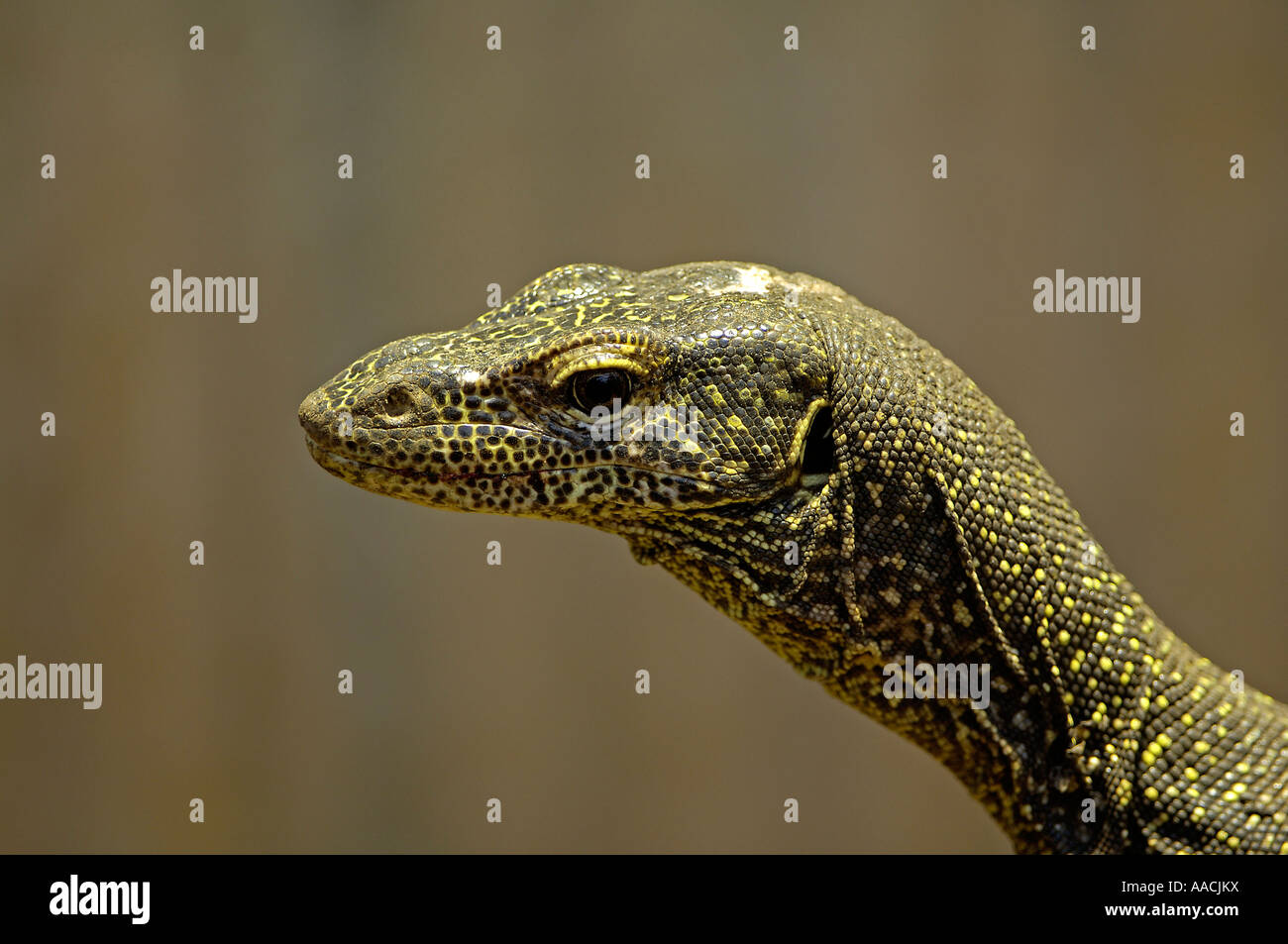 Monitor, Varanus doreanus Stock Photo - Alamy