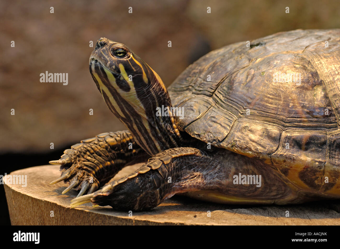 Turtle, Trachemys scripta elegans Stock Photo - Alamy