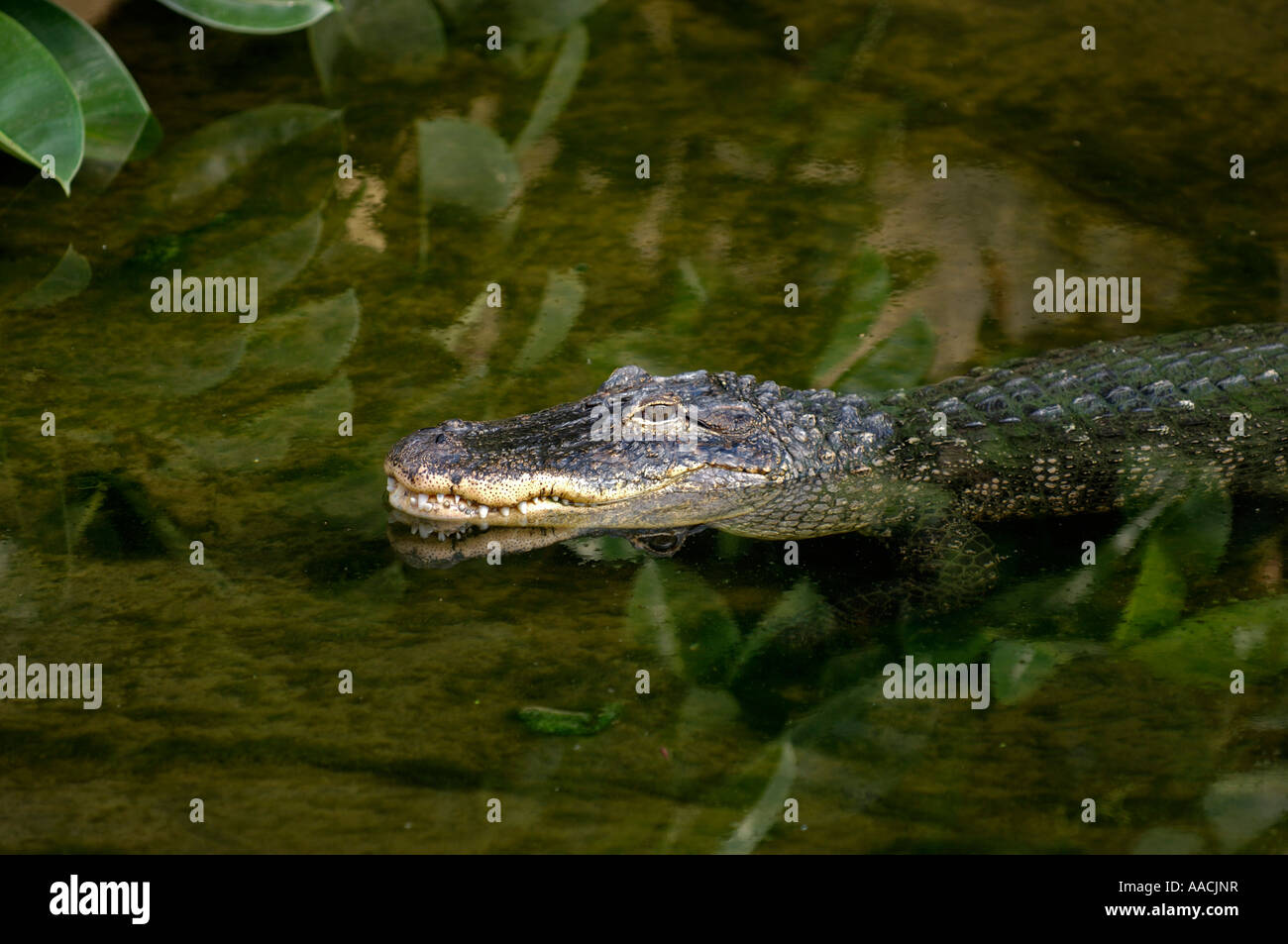 Mississippi-Alligator , Alligator mississippiensis Stock Photo - Alamy