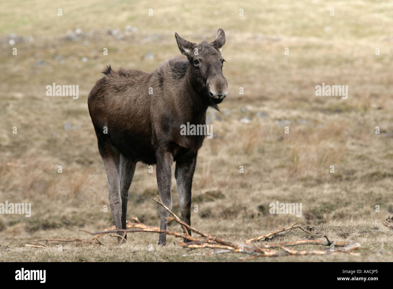 Alces alces europe hi-res stock photography and images - Alamy