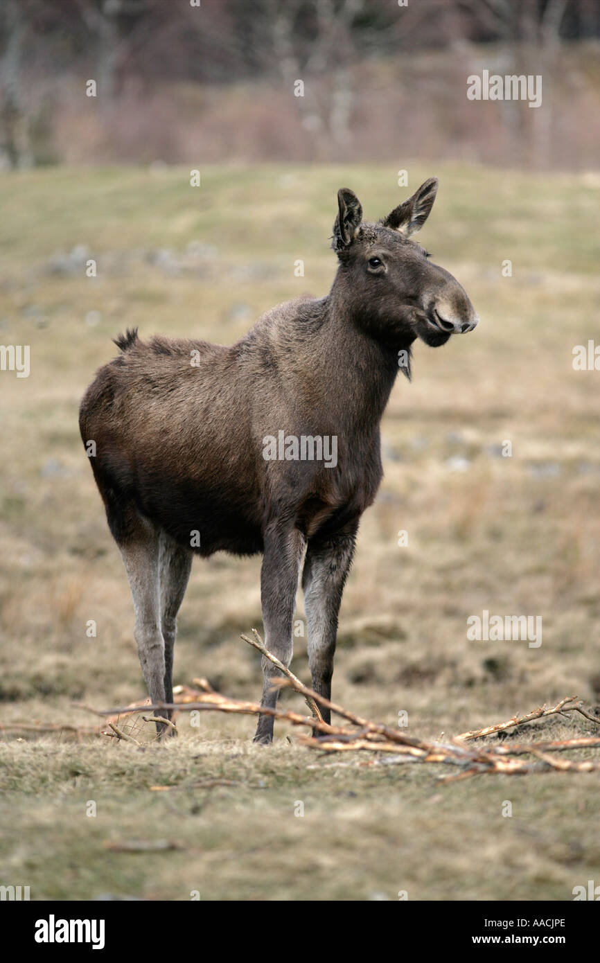 ELK Alces alces Moose Stock Photo - Alamy