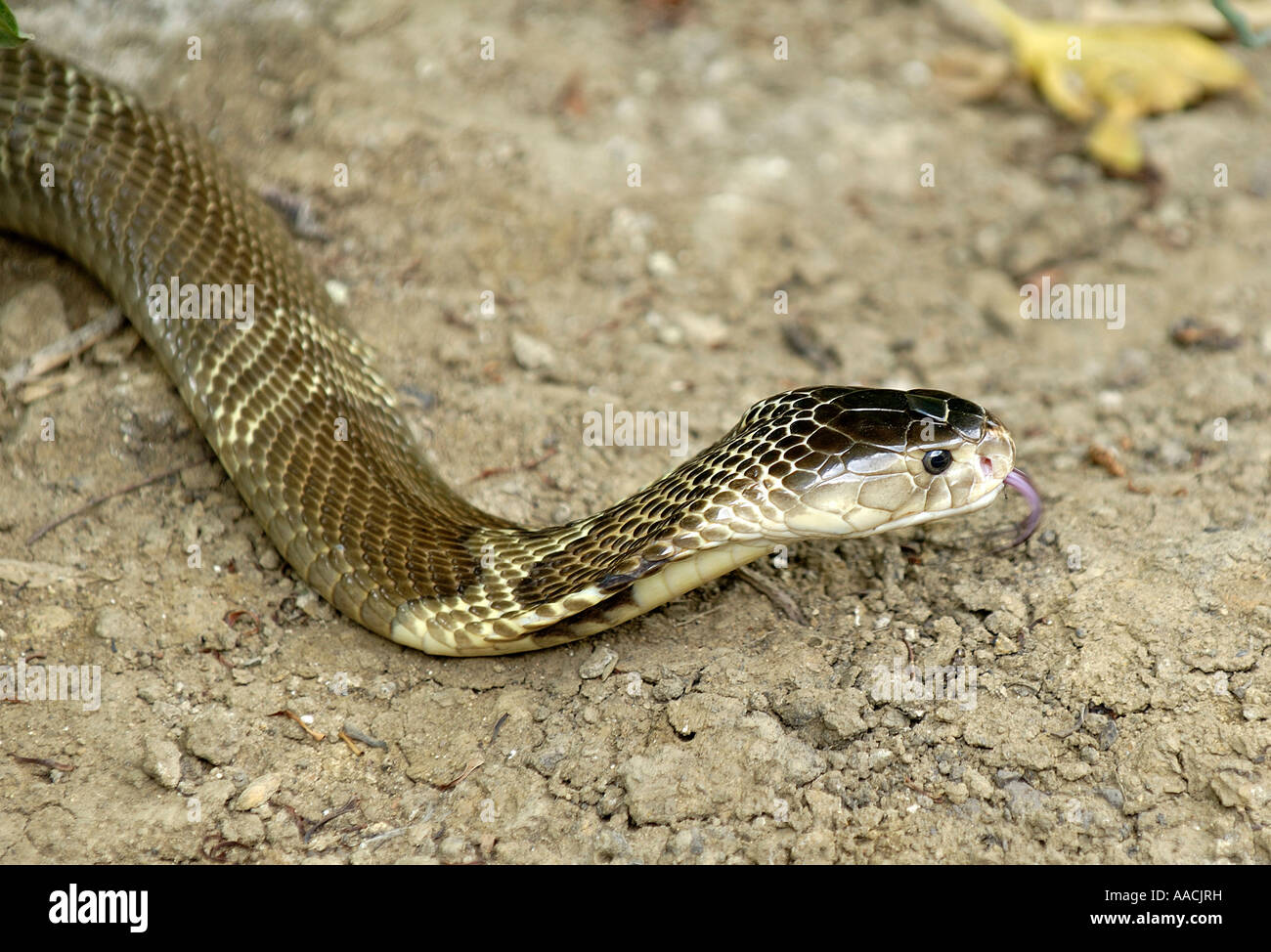 Naja siamensis, Siam Cobra Stock Photo - Alamy