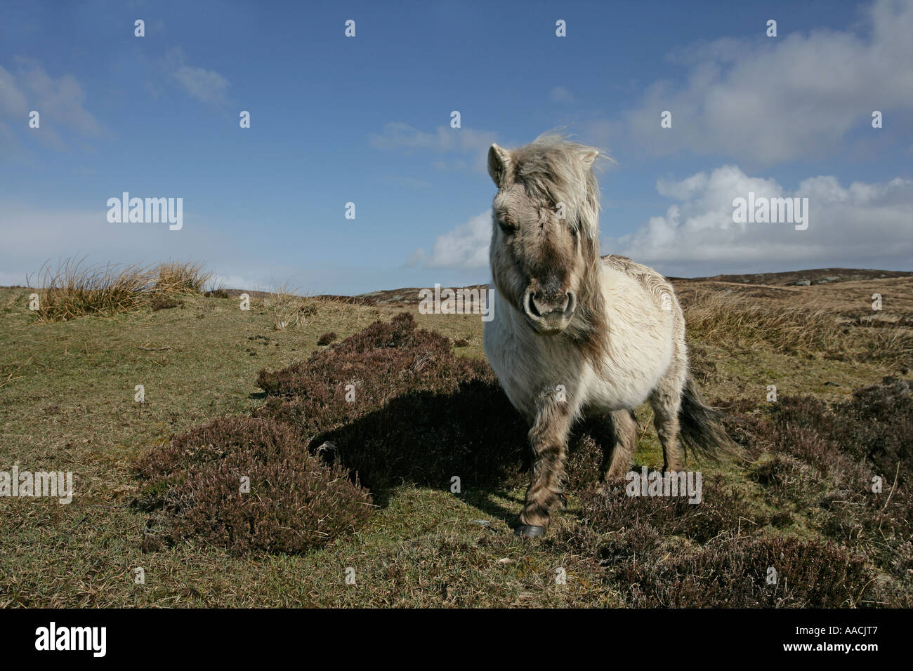 Eriskay pony hi-res stock photography and images - Alamy