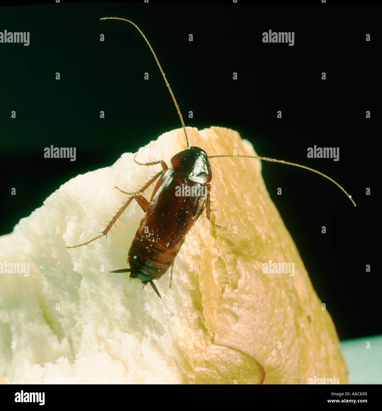 Oriental cockroach Blatta orientalis adult on bread Stock Photo - Alamy