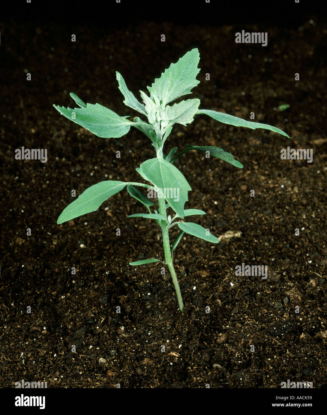 Fat hen young plant in soil Chenopodium album Stock Photo - Alamy