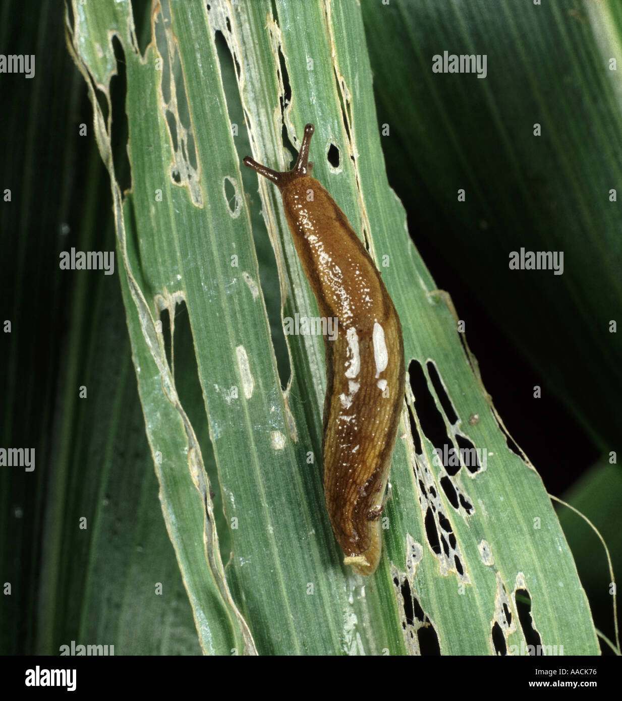 Slug on severely damaged maize leaf Arion distinctus Stock Photo - Alamy